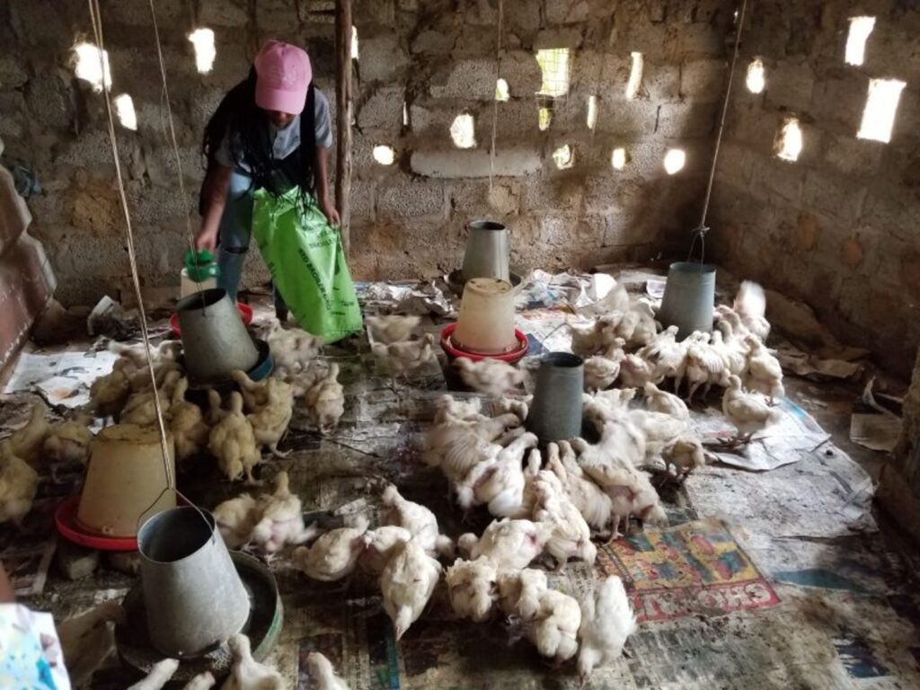 Village Chickens in Zambia - Backyard Poultry